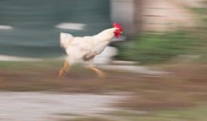 Why Are My Chickens Scared of Me? Get Them To Like You - henraising.com