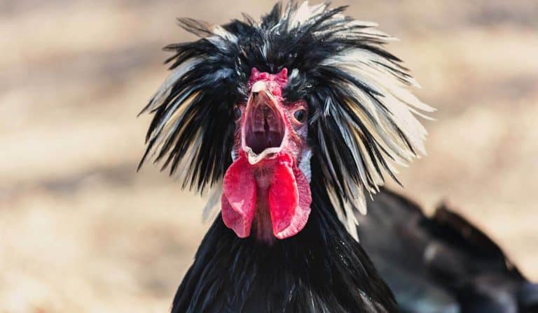 Are Chickens Loud at Night? Why and What To Do About It - henraising.com