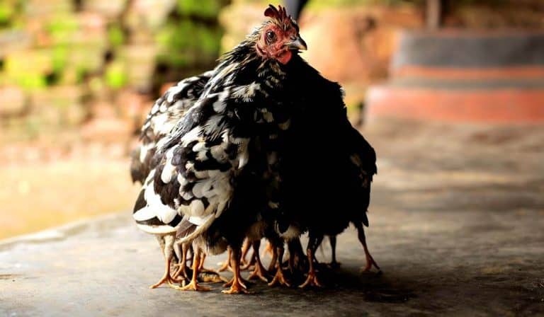 Where Do Chickens Hide When Scared? - henraising.com