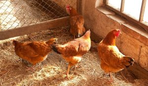Are Chickens Female? What Most People Don't Know - henraising.com