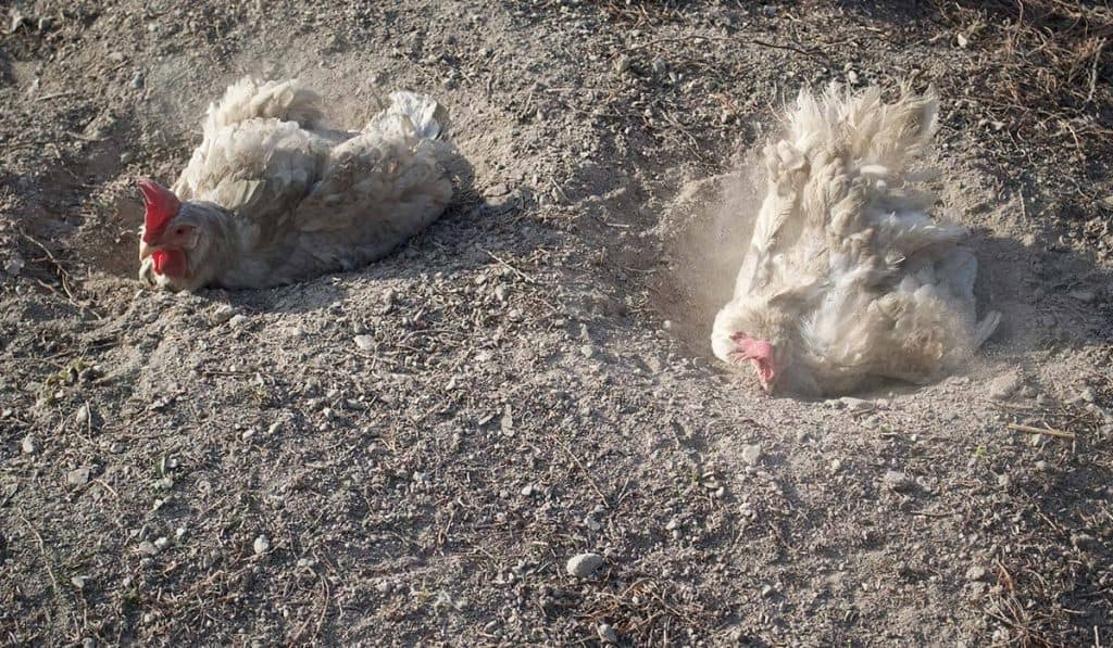 Why Do Chickens Burrow in the Dirt? - henraising.com