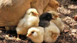 Do Chickens Take Naps? A Look At Their Sleeping Habits - henraising.com