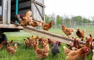 Can Chickens Climb Ladders? And How to Build The Right One ...