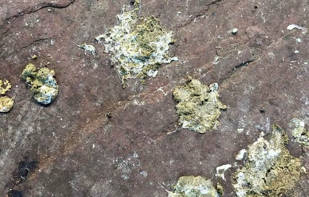 Where Do Chickens Poop In Their Coop? - henraising.com