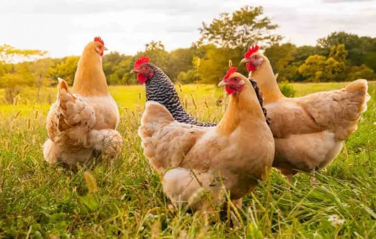 375 Old Lady Names for Chickens That You'll Absolutely Love ...