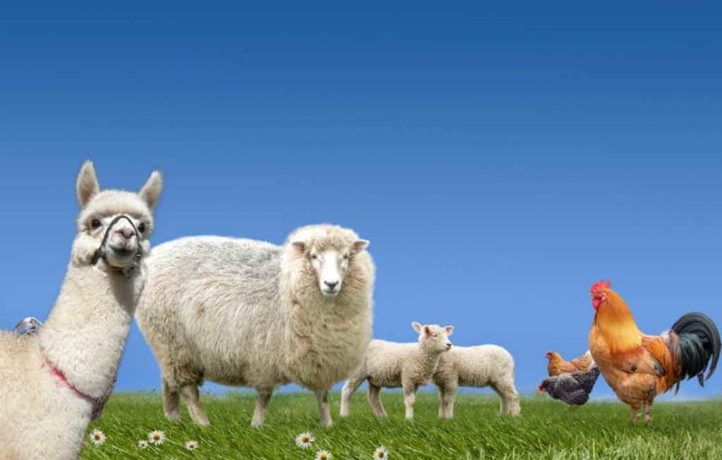 Can Chickens Live With Alpaca? What You Need to Know - henraising.com