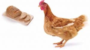 Can Chicken Eat Bread? [Dangers, Types, & How to Feed Them]
