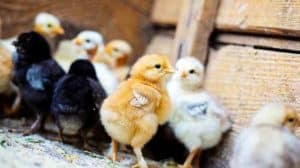 Can Baby Chickens Get Constipated? [How to Tell & What To Do]