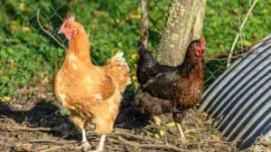 Do You Need A License To Have Chickens? What You Need to Know