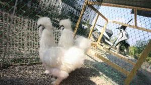 How Much Space Do Silkies Need? [Housing Tips]
